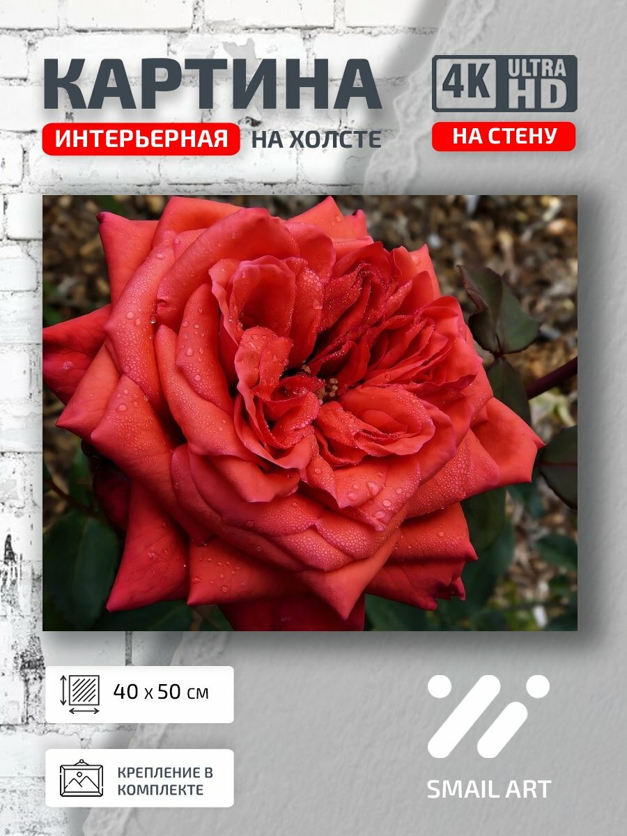 Картина на холсте интерьерная 40 на 50 на стену Гибридная Macro для гостиной макро интерьер