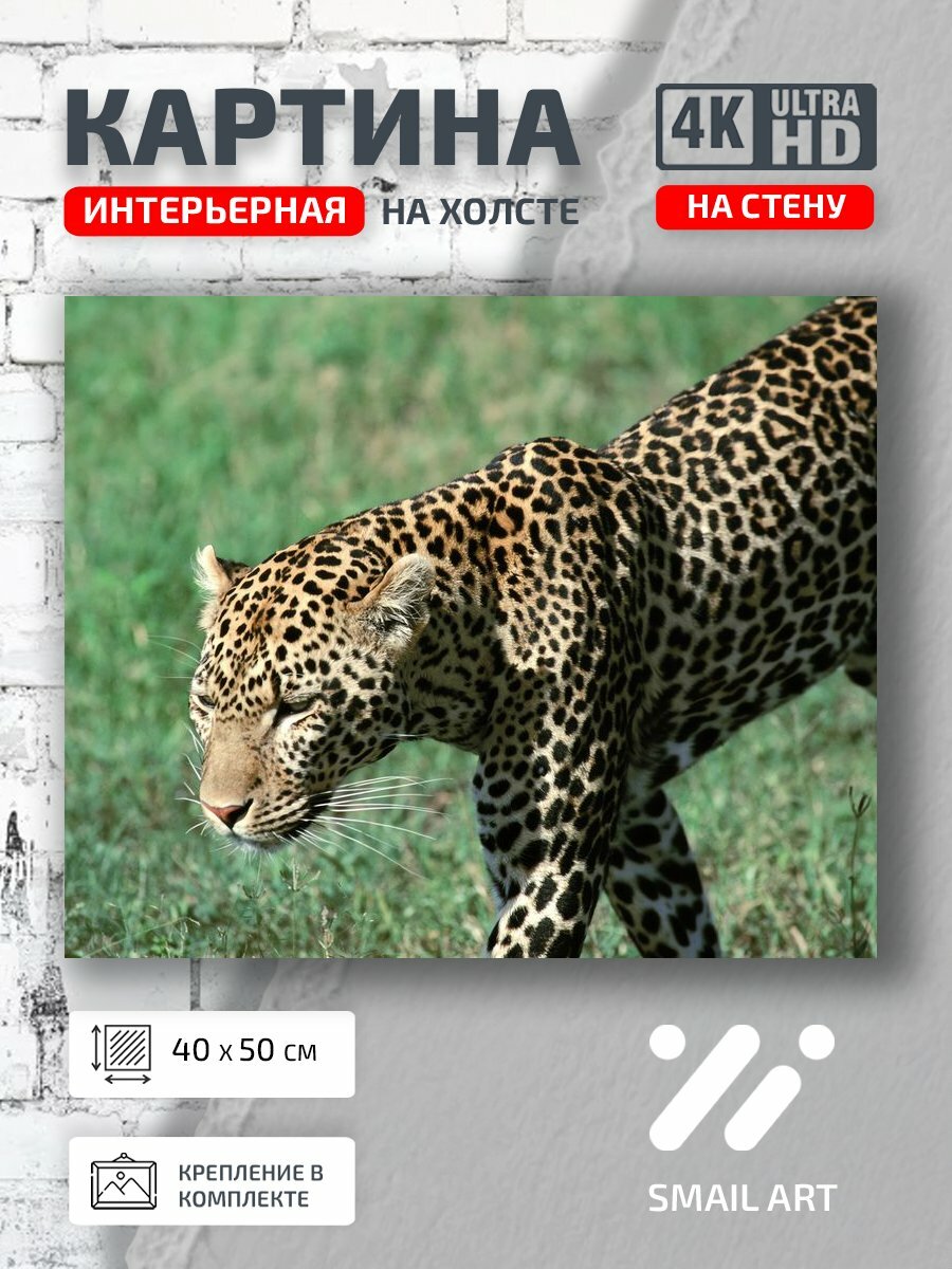 Картина на холсте интерьерная 40 на 50 на стену Гепард1 Mood для студии атмосфера интерьер