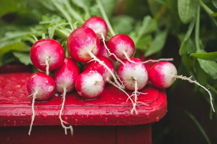 Коллекционные семена редиса Миф