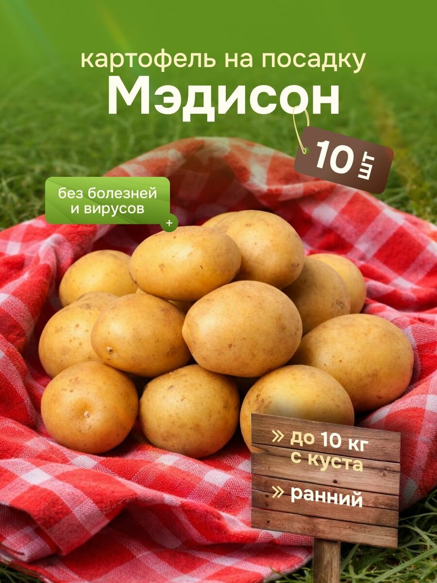 Семенной картофель на посадку Мэдисон 10 шт (ранний)
