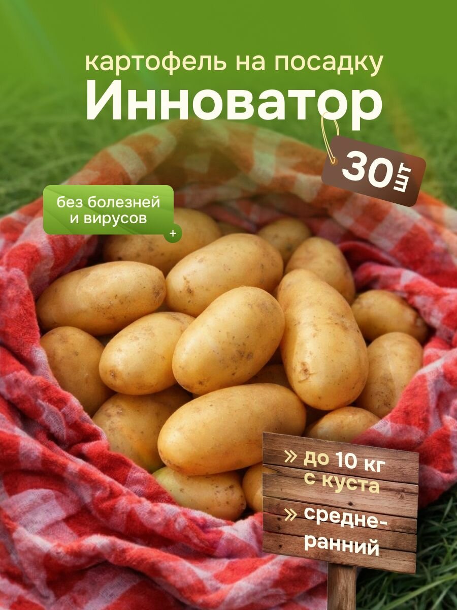 Семенной картофель на посадку Инноватор 30 шт (среднеранний)