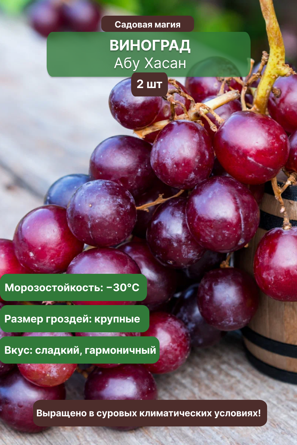 Виноград Абу Хасан 2 шт / многолетний, раннеспелый, морозостойкий сорт