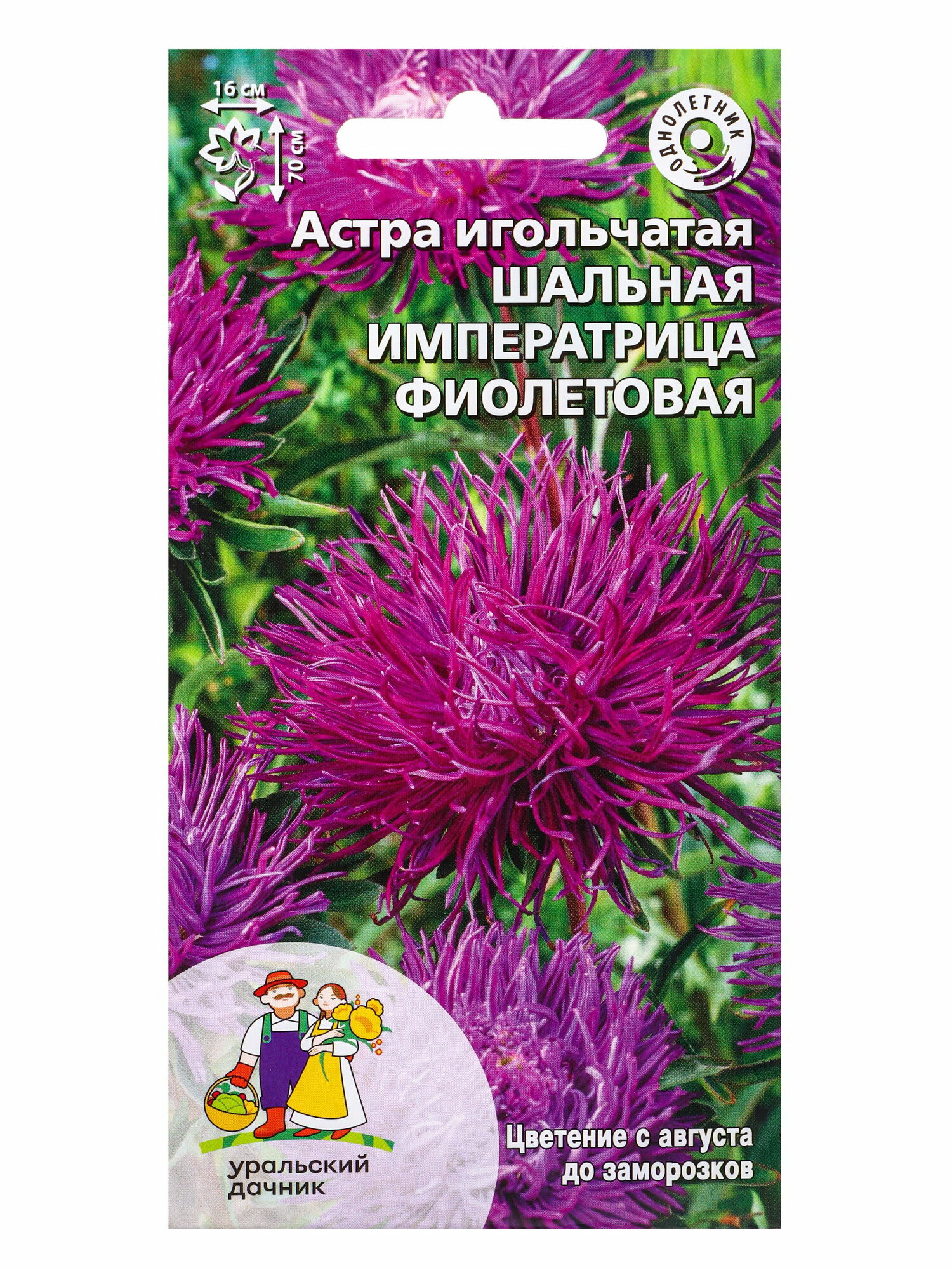 Семена Цветы Астра игольчатая Шальная императрица фиолетовая