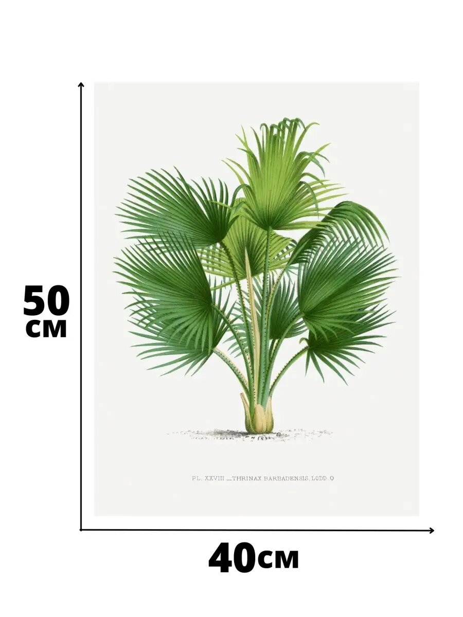 Постер Пальма, размеры 40 x 50 см, материал бумага, без рамы
