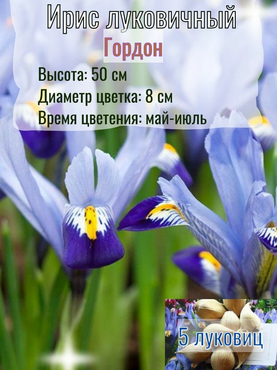 Ирис луковичный, многолетний 5 штук