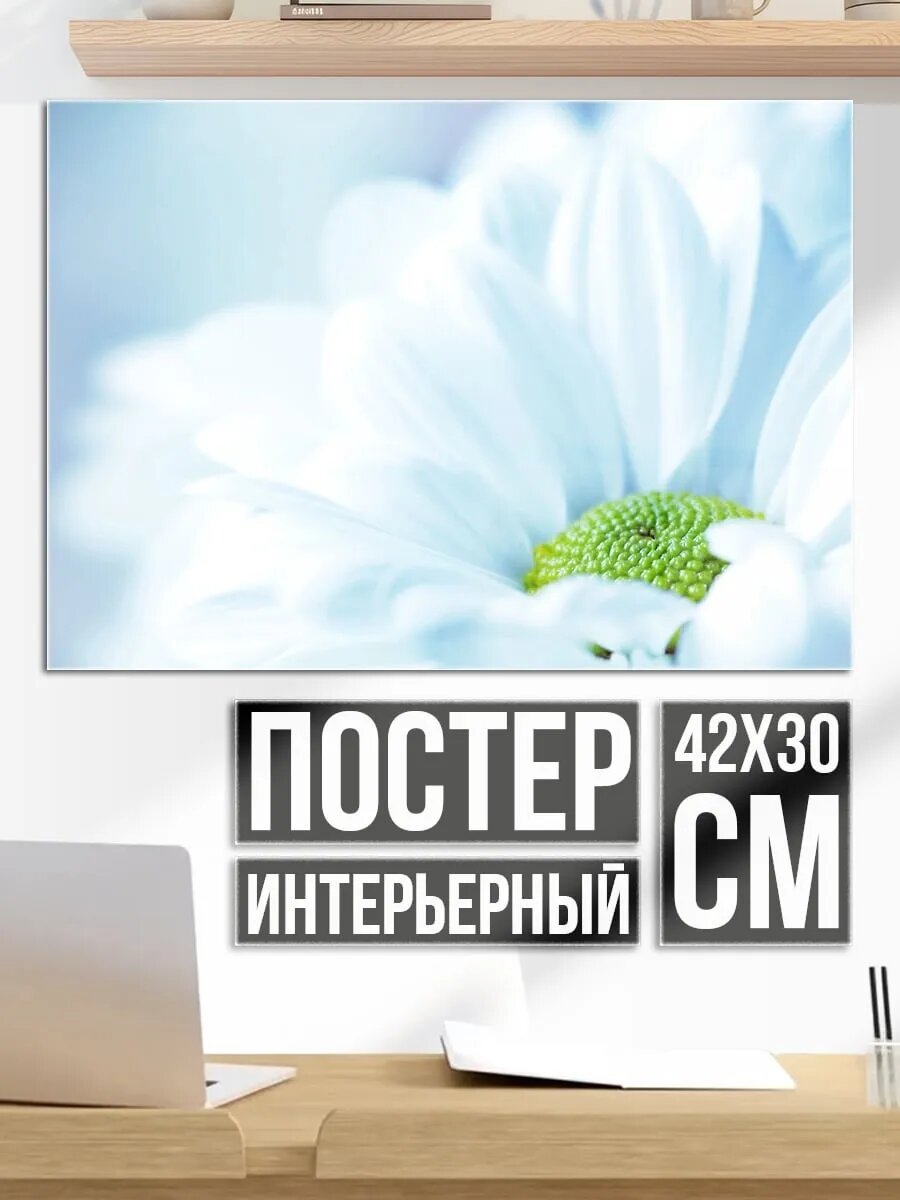 Плакат постер белый цветок крупным планом