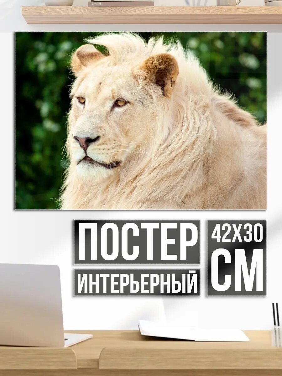 Плакат постер белый лев