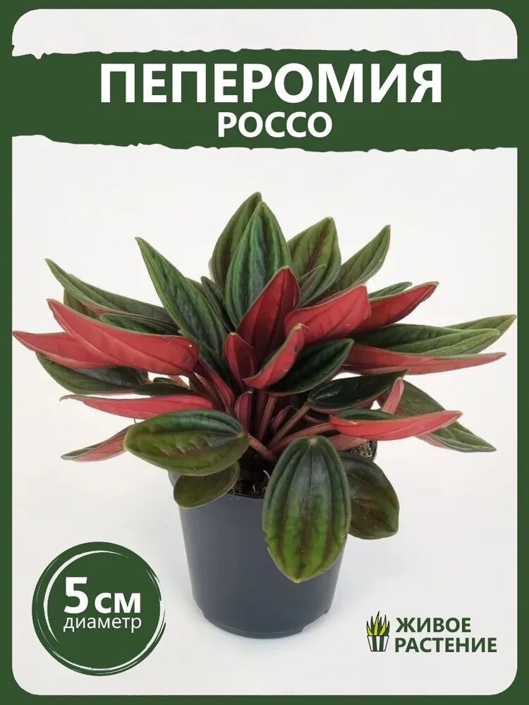 Пеперомия Россо живое растение, D-5 см
