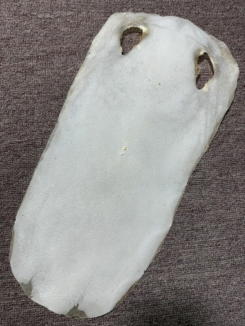 Кожа рыбы скат-макрель полудубленая твердая кожа