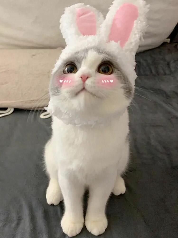 Теплый головной убор для кошки, домашняя шапочка заячьи ушки