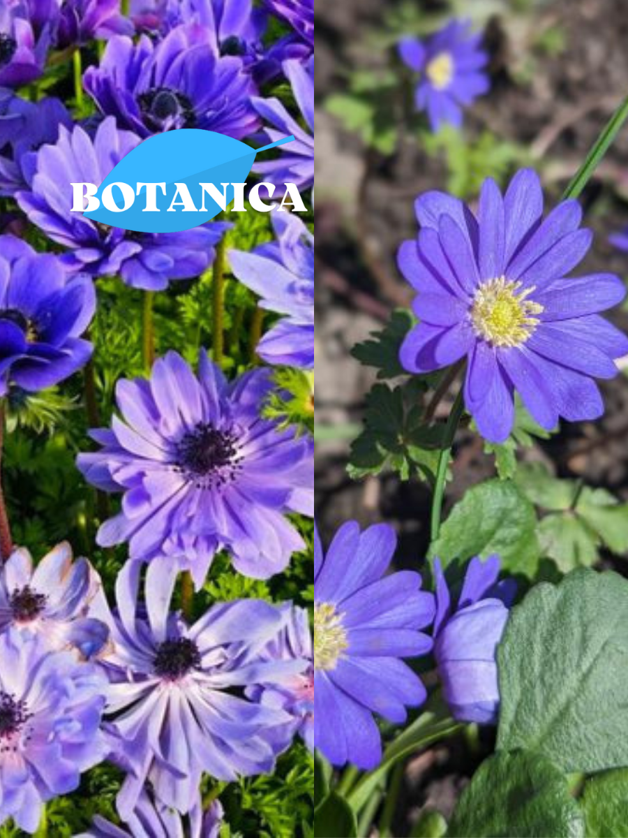 Луковицы цветов, botanica garden, TWIN, анемона лорд лейтенант 10 ШТ / анемона БЛЮ шейдис 10 ШТ (20 луковиц)