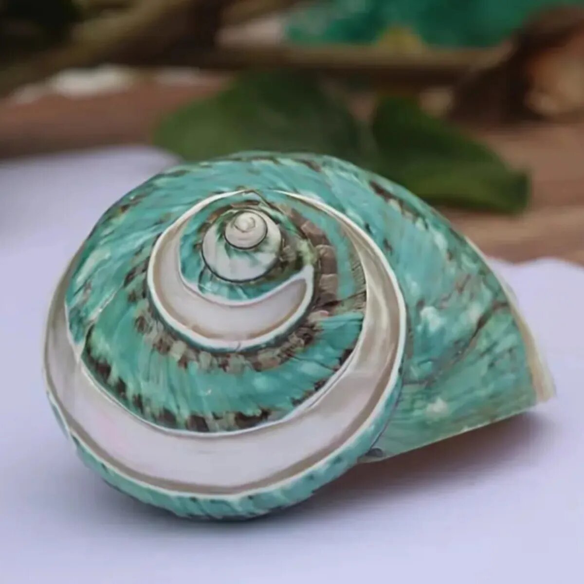 Ракушка морская, натуральная Турбо с полосой