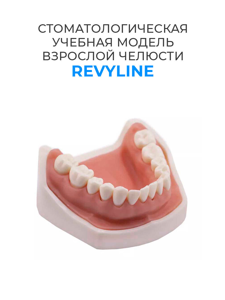 Фантомная модель для препарирования Revyline, взрослая, нижняя челюсть