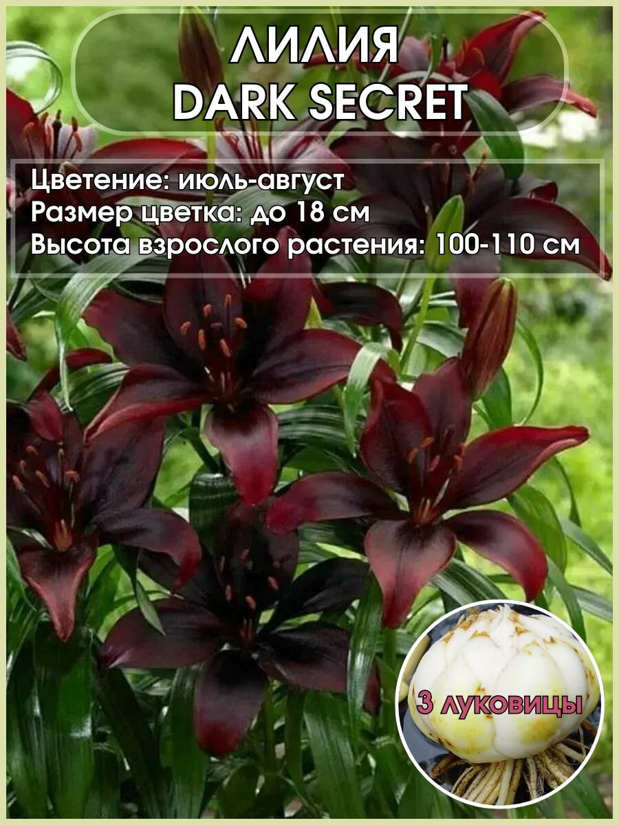 Лилия азиатская Дак сикрет, луковицы 3 штуки