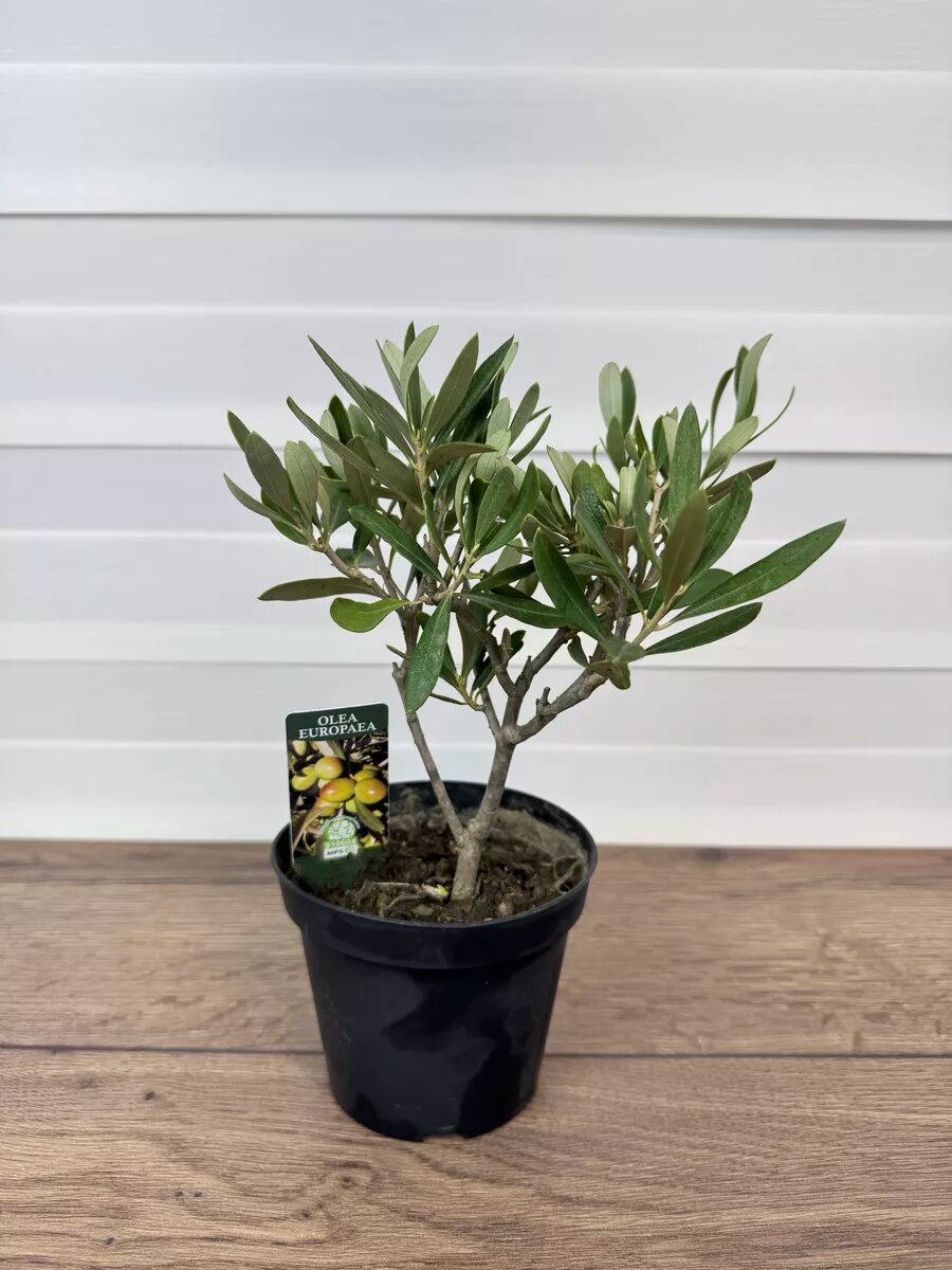 Олива Европейская Mini Stem цветок в горшке живой 30 см