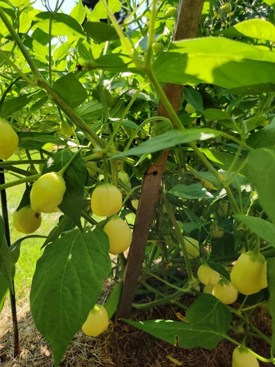 Острый перец Sugar rush cream семена 5 штук