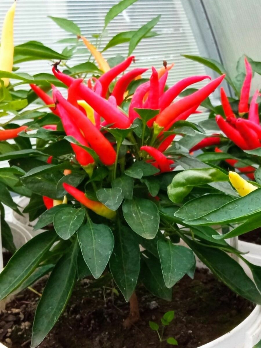 Острый перец Poinsettia семена 5 штук