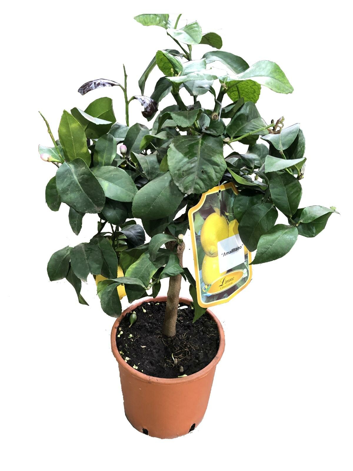 Круглый лимон Амалфитано - Limone Amalfitano D21 H70