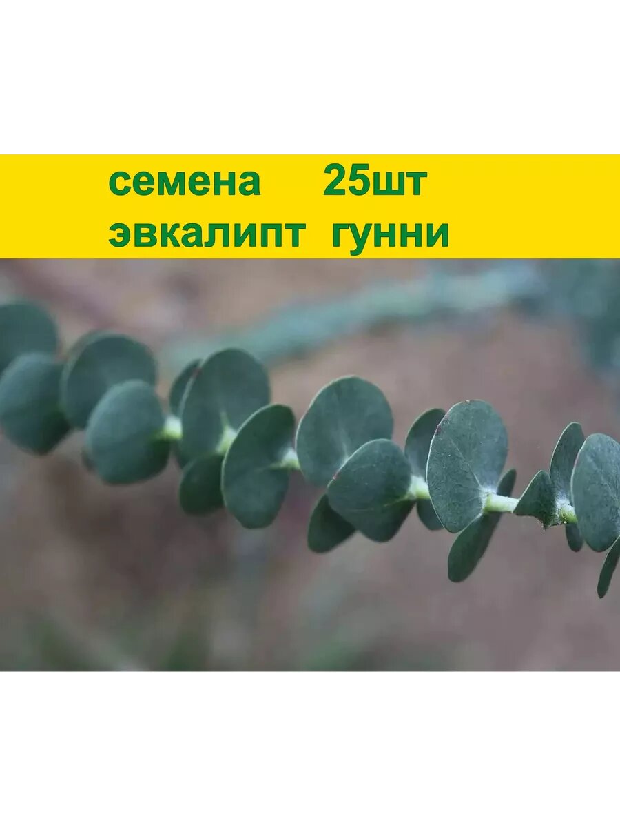 Семена Эвкалипт Гунни 25шт