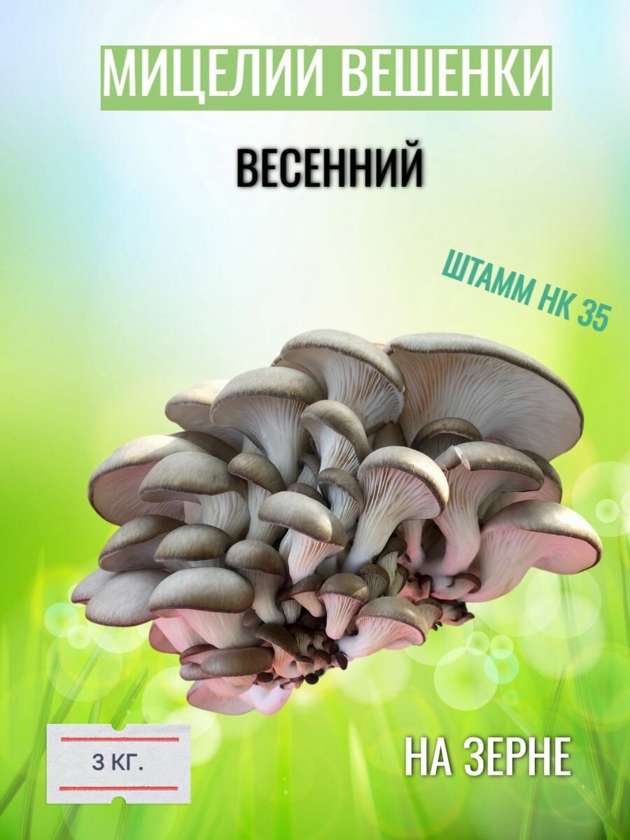 Мицелий грибов вешенка зерновой (штамм НК35) - 3 кг.