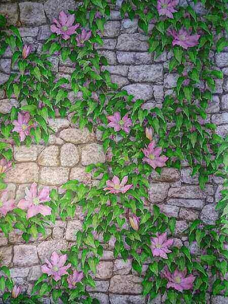 Обои бумажные Брянские Клематис-11 0,53х10м