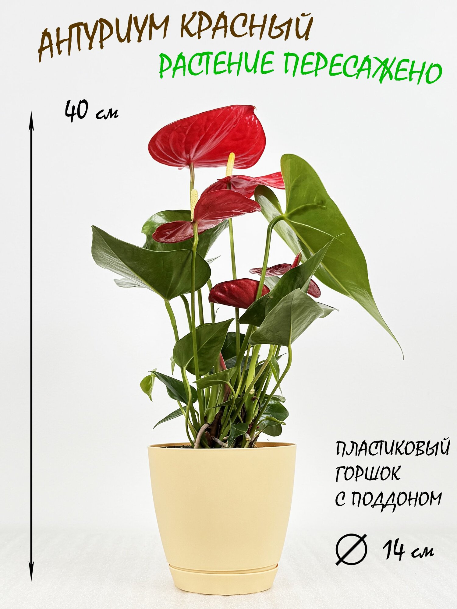 Антуриум красный в кремовом пластиковом горшке с поддоном, высота 40-45см
