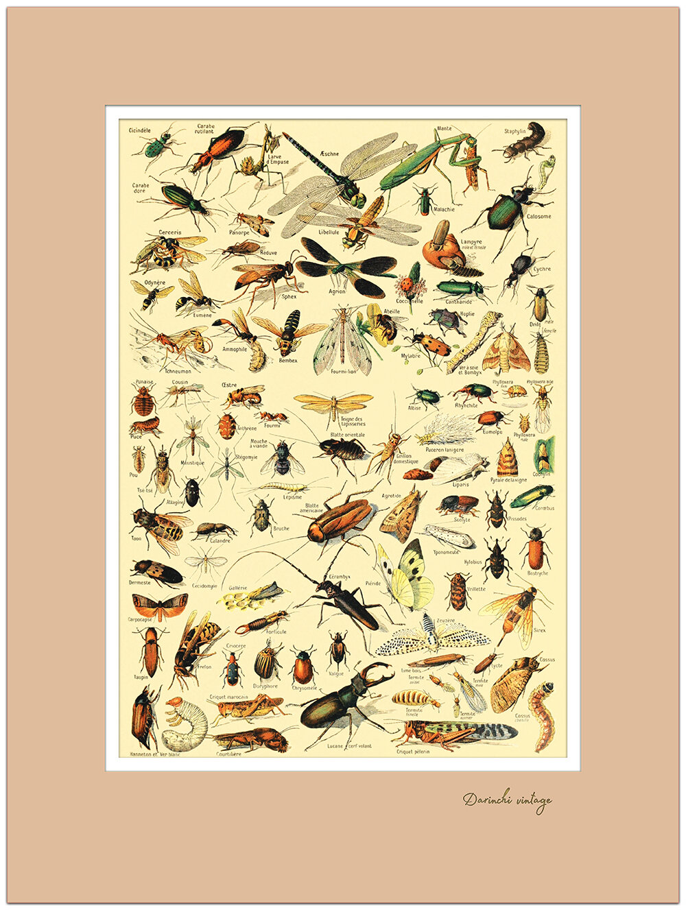 Постер насекомые с двойным паспарту 300*400 mm