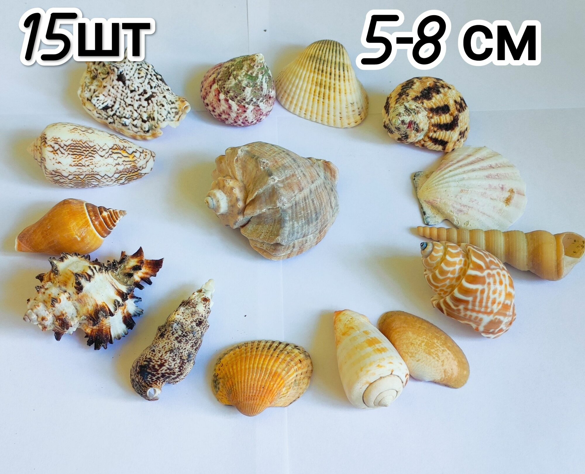 Набор морских ракушек 15шт