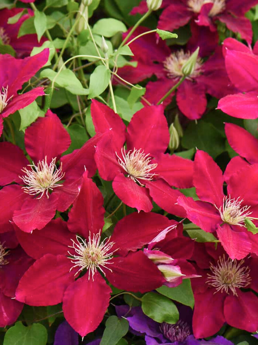 Клематис Ниобе (Clematis Niobe) / вьющийся, морозостойкий сорт