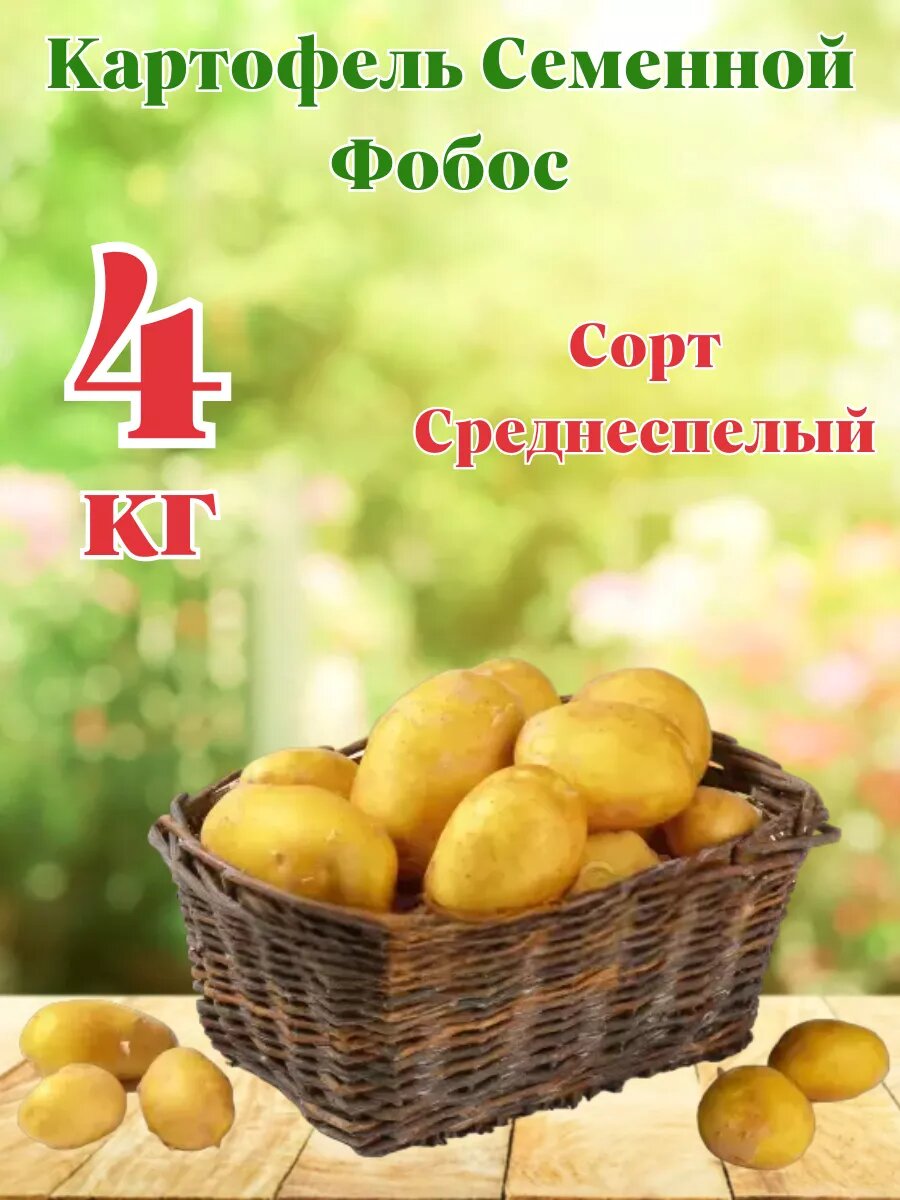 Картофель Семенной Фобос 4кг