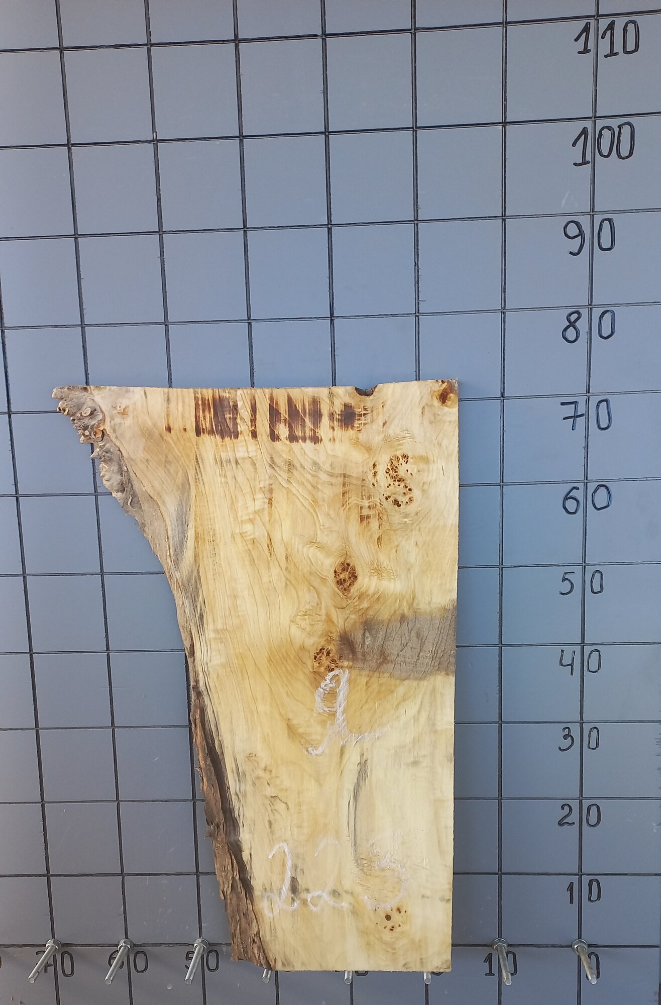 Слэб дерева доклес №223, тополь каповый , обрезной, 31смх70смх2,5см