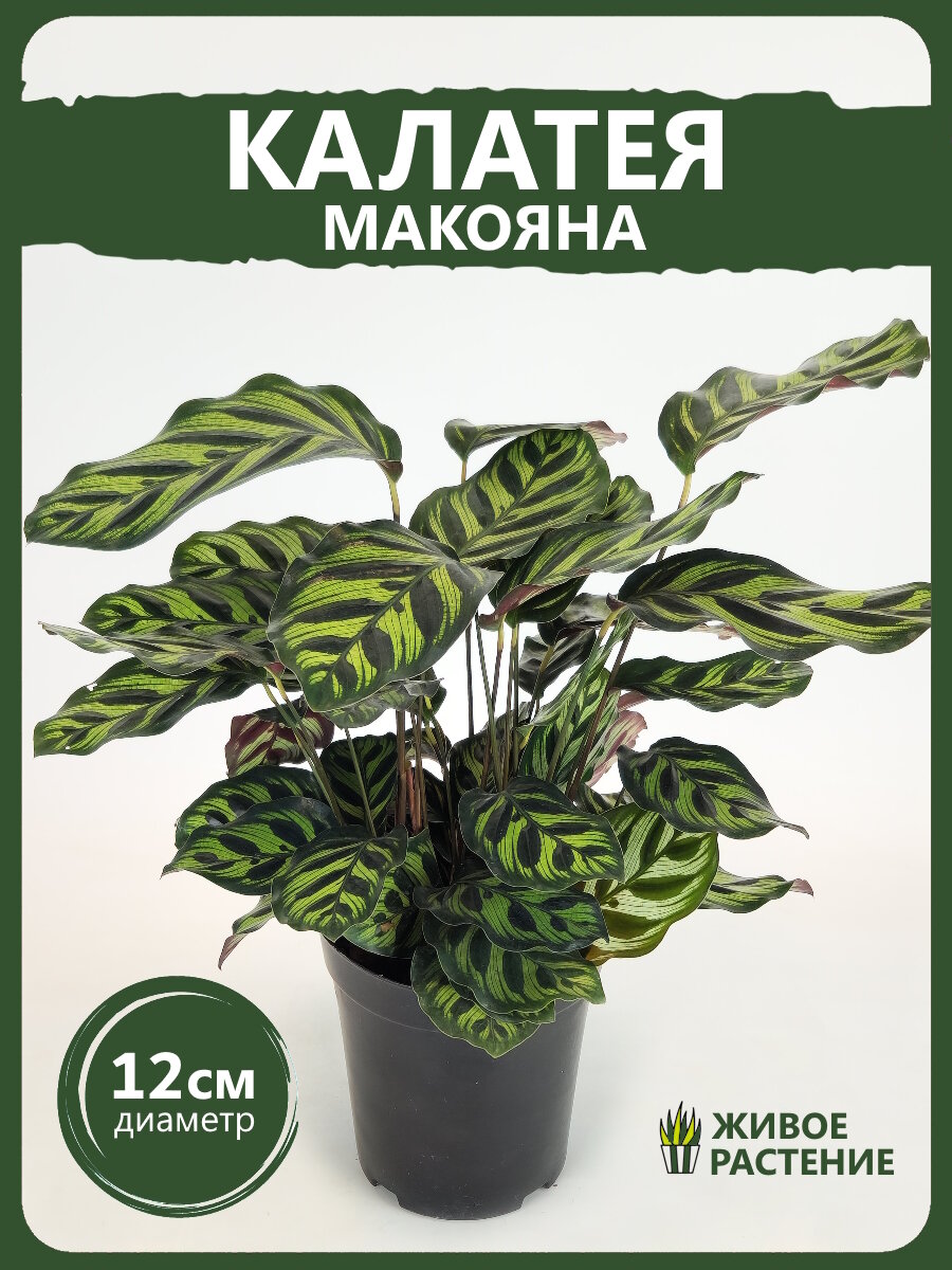 Калатея Макояна, D-12