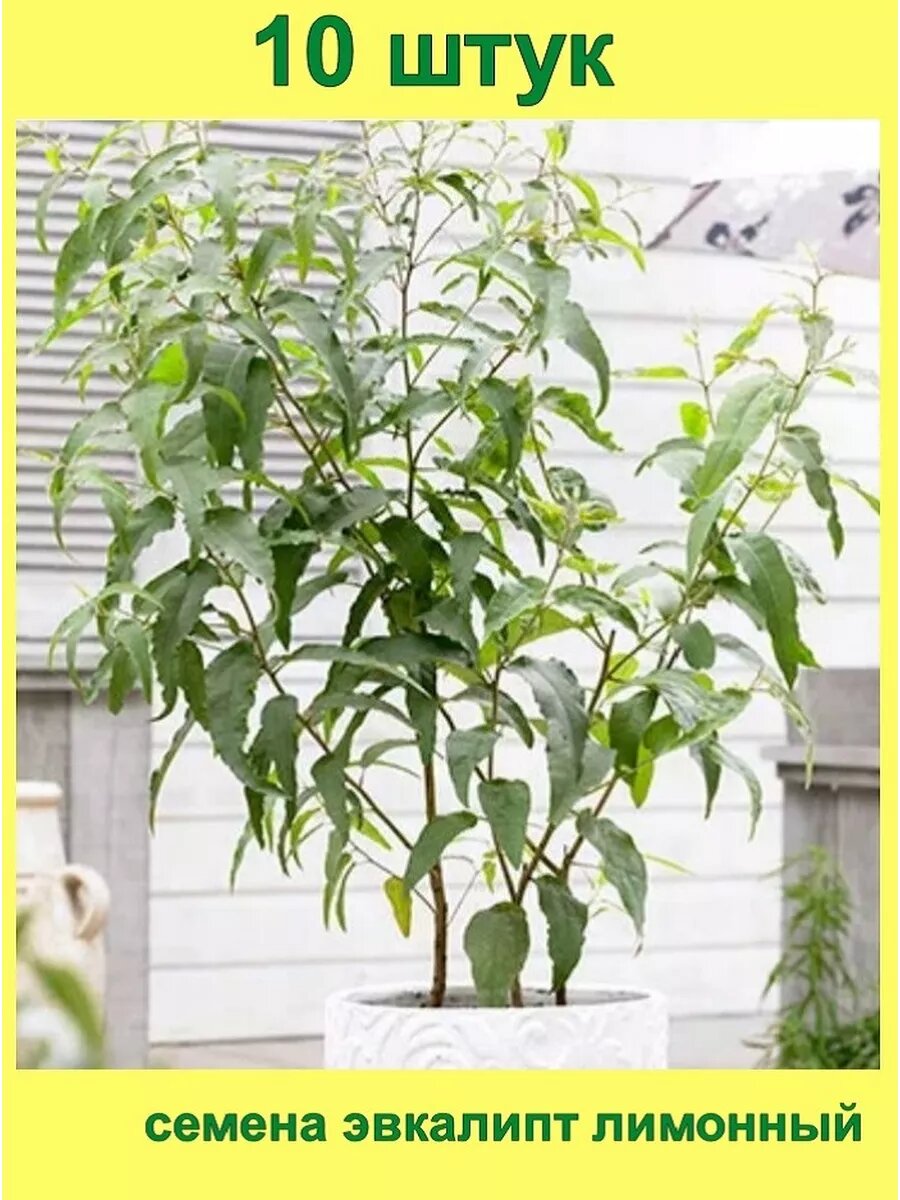 Семена Эвкалипт Лимонный 10шт