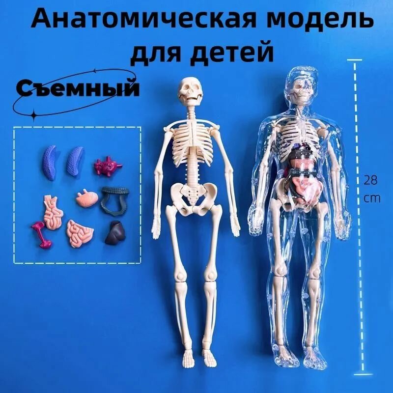 Анатомическая модель для детей "Строение тела человека", с открывающимся корпусом, скелет + внутренние органы