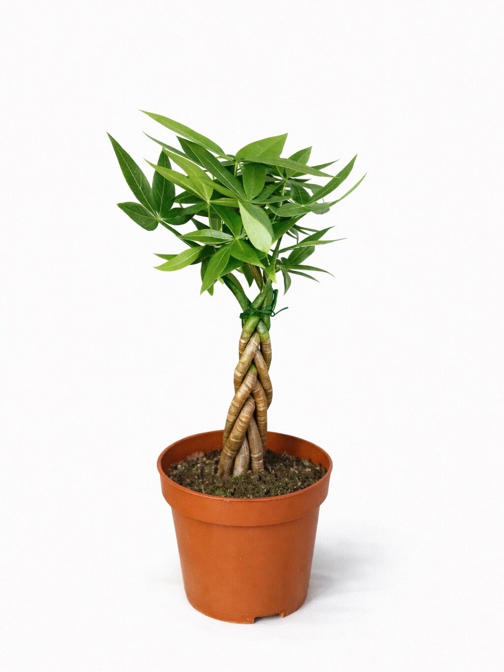 Пахира (Pachira) 9см