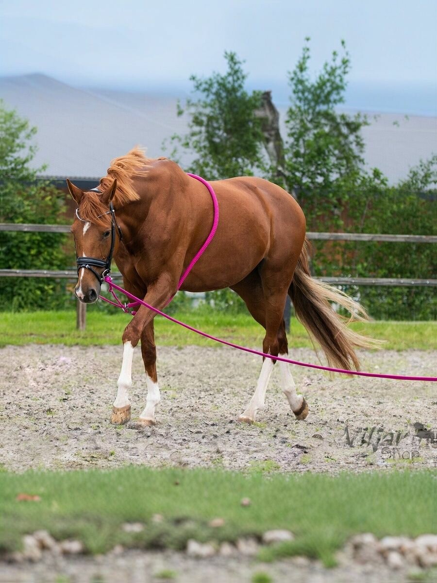 Лонжа для лошади WALDHAUSEN, Чёрная, размер PONY ( 2,70 см - 3,20 см)