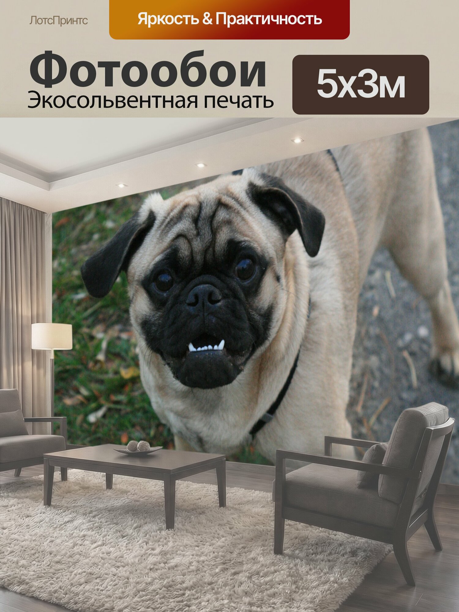 Фотообои "Мопс собака Cutest Маленький мопс щенок собаки собака мопс щенок милый животные" 500x300 см. экосольвентная печать