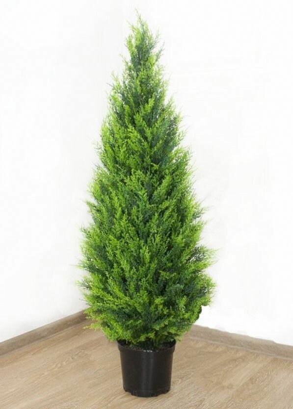 Туя 120 см.