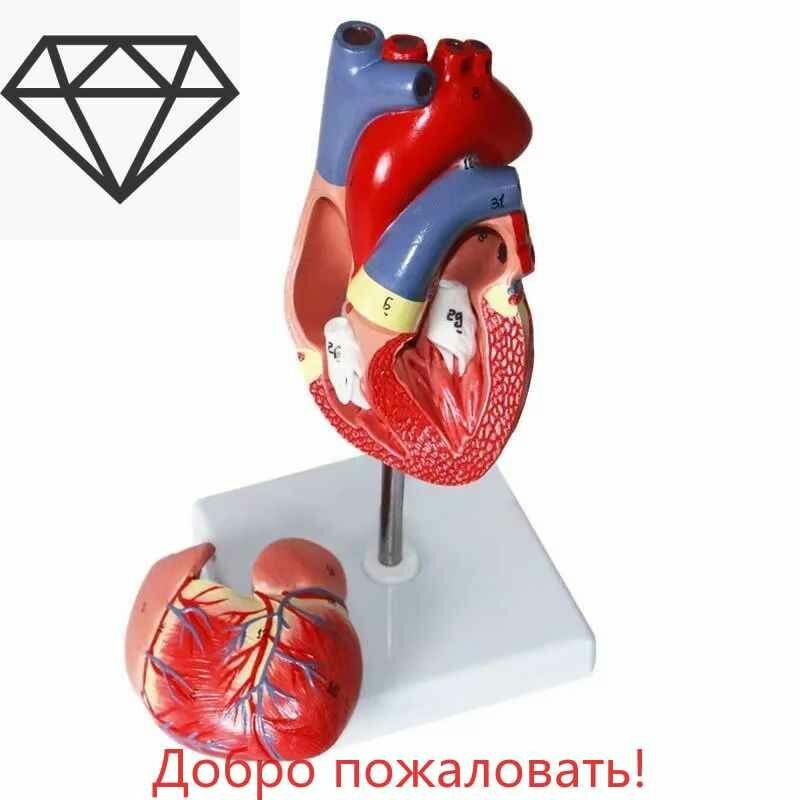 Анатомическая модель