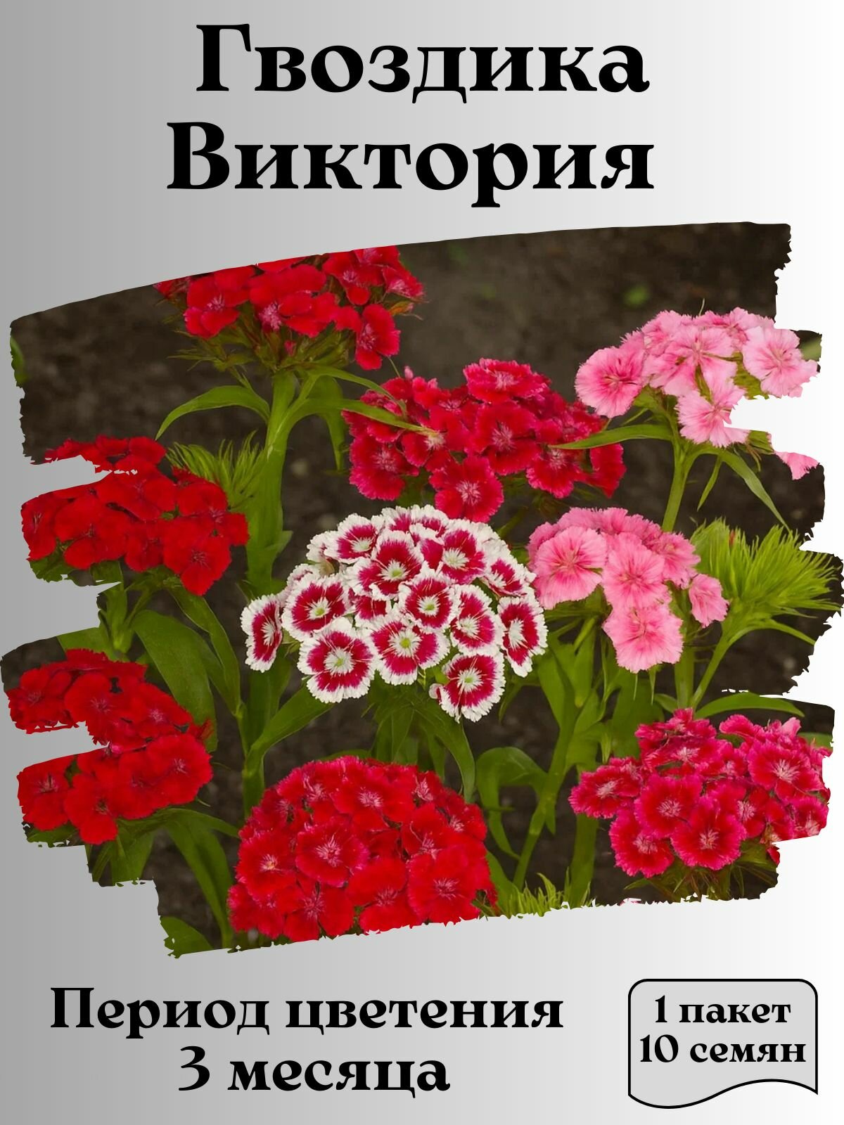 Гвоздика Виктория, семена, 10 шт, 15 гр.