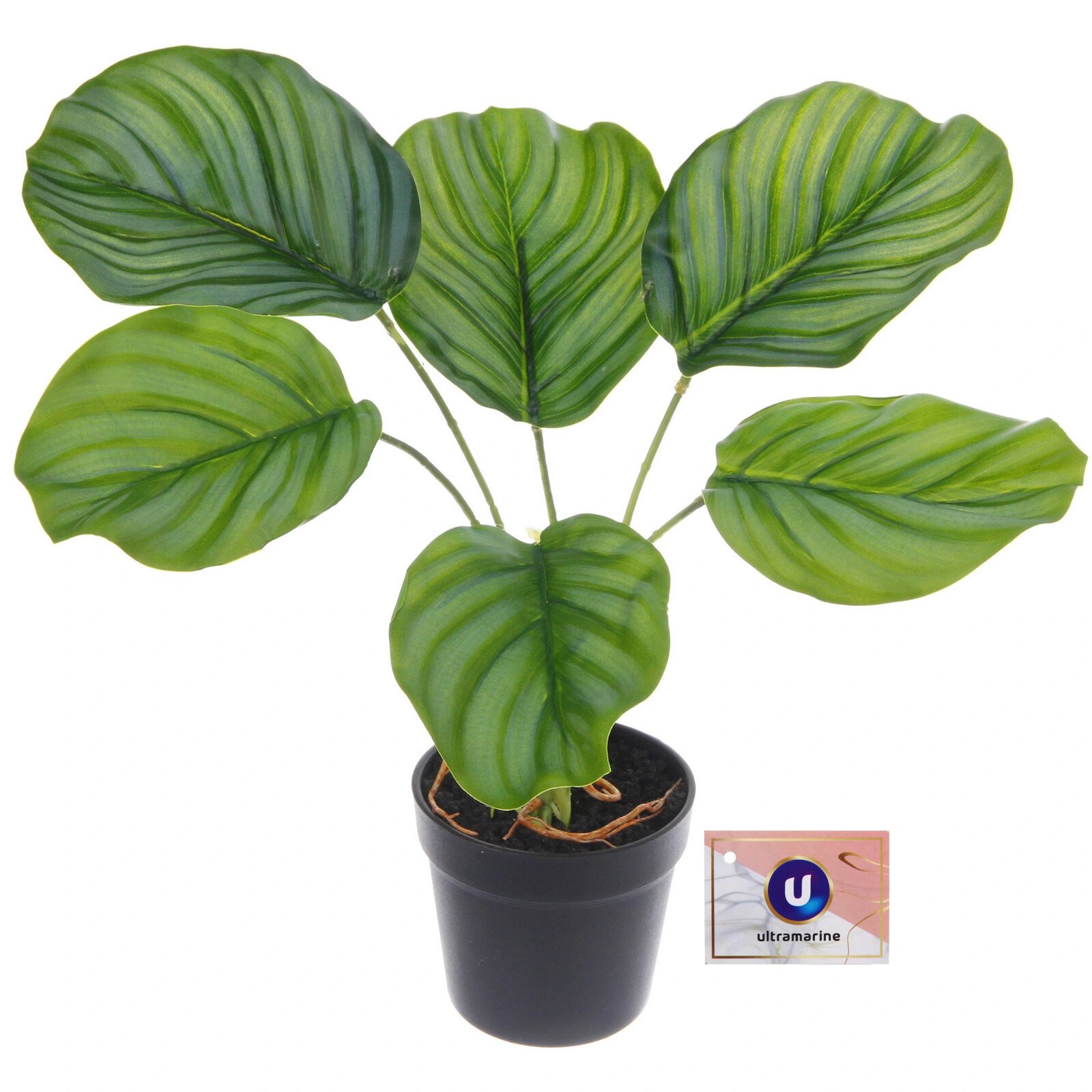 Искусственное растение «Калатея» в горшке, 28 см, пластик, цвет зелёный в ассортименте