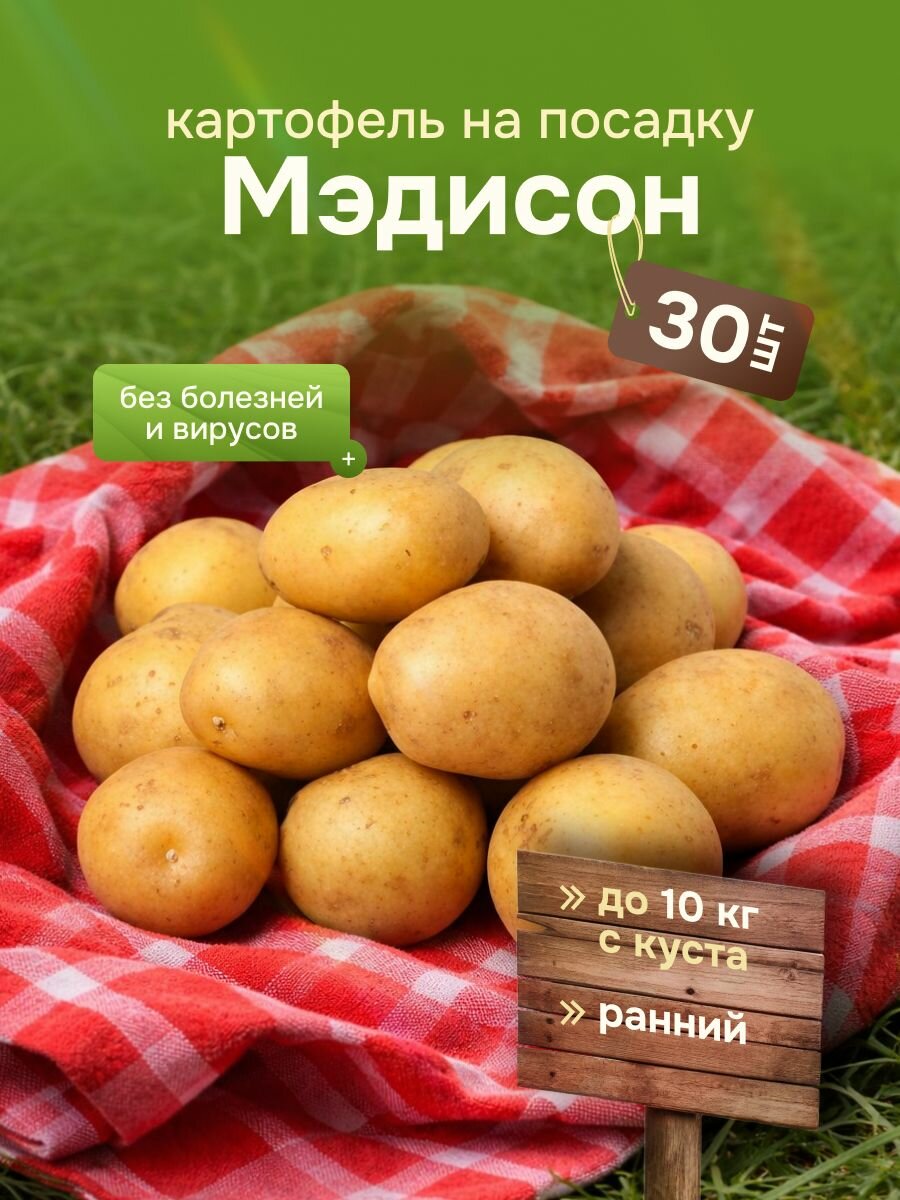 Семенной картофель на посадку Мэдисон 30 шт (ранний)
