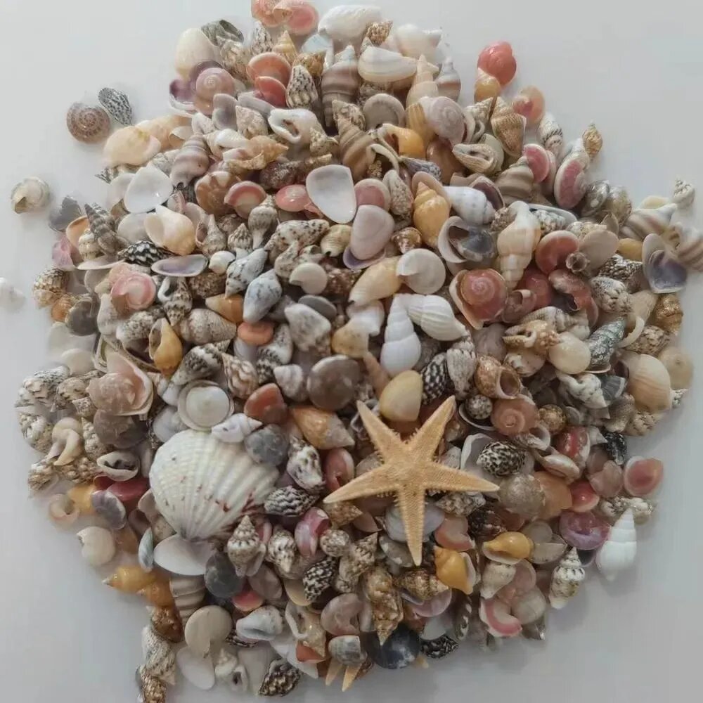 Чистая натуральная маленькая раковина-ракушка, завивающая раковину-ракушку для озеленения аквариума