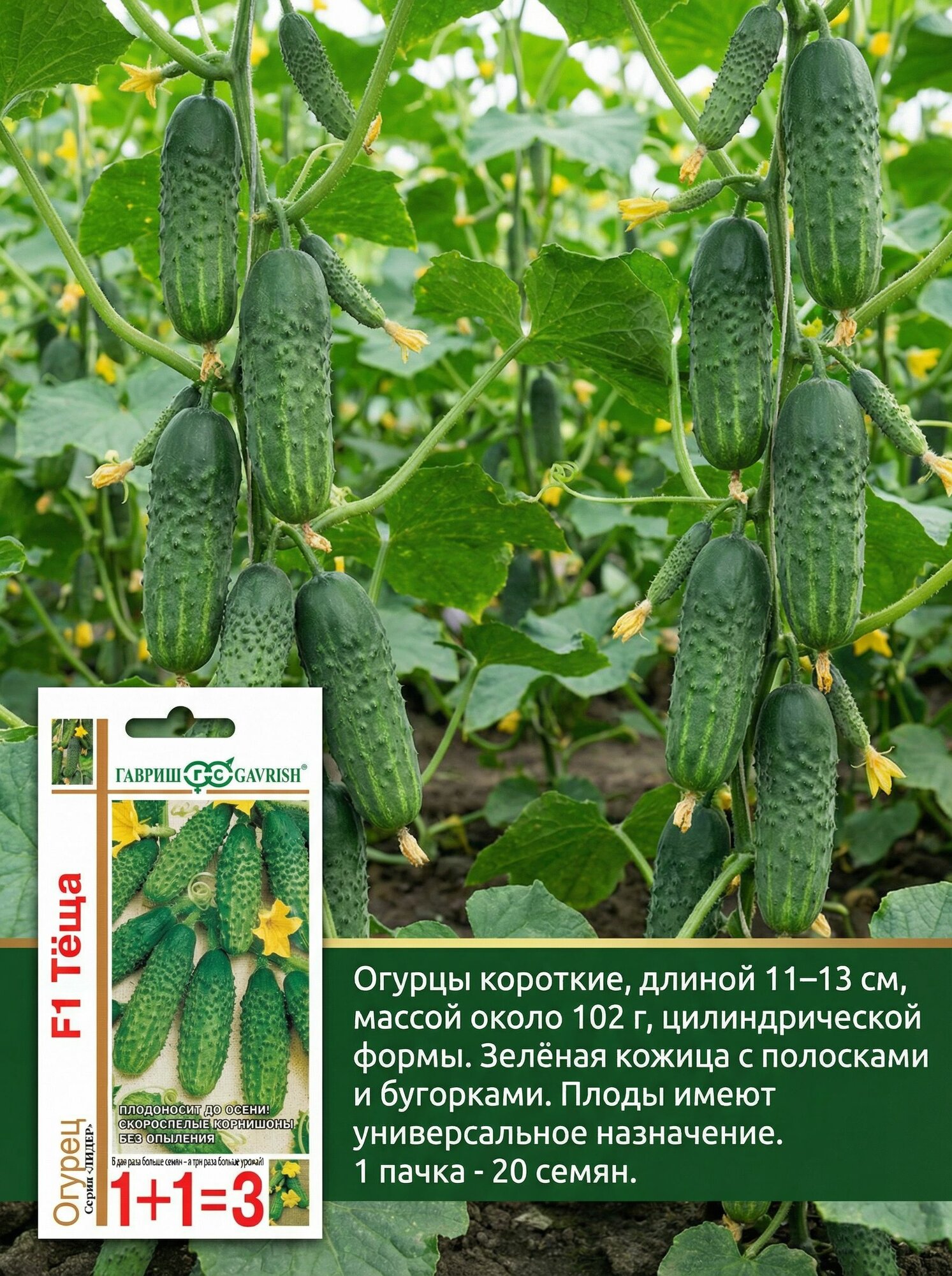 Огурец "Тёща" F1 20 шт