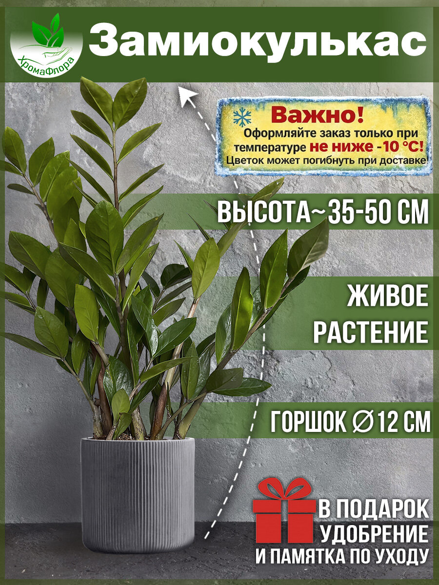 Замиокулькас в горшке живой цветок растение для дома Долларовое дерево 35-50 см