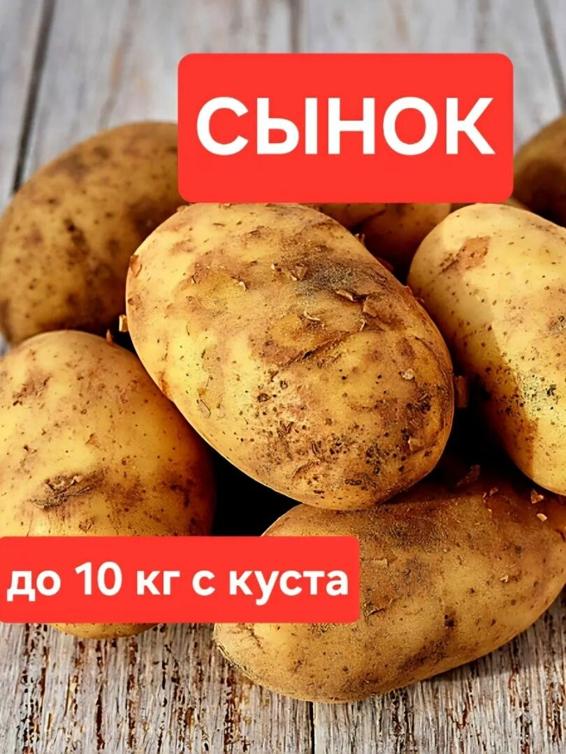 Семенной картофель клубни на посадку сорт сынок Белорусский позднеспелый 2 кг