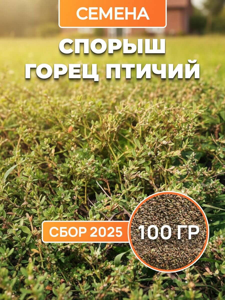Семена Спорыш (Polygonum aviculare, Горец птичий) — 100 г (≈1 млн шт). Газонная трава, устойчивая к вытаптыванию.