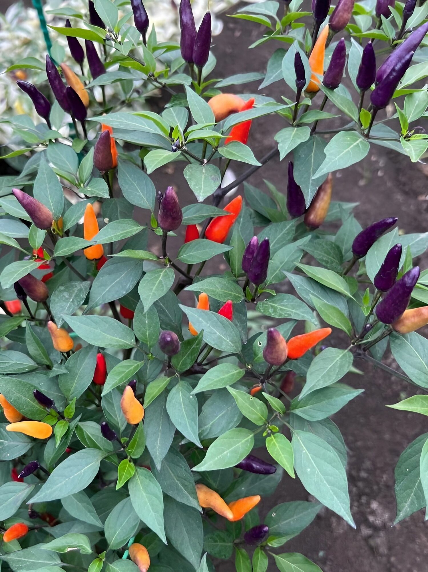 Семена Острый перец "Maui Purple Multicolor", 10 семян, Кубанский перцевод