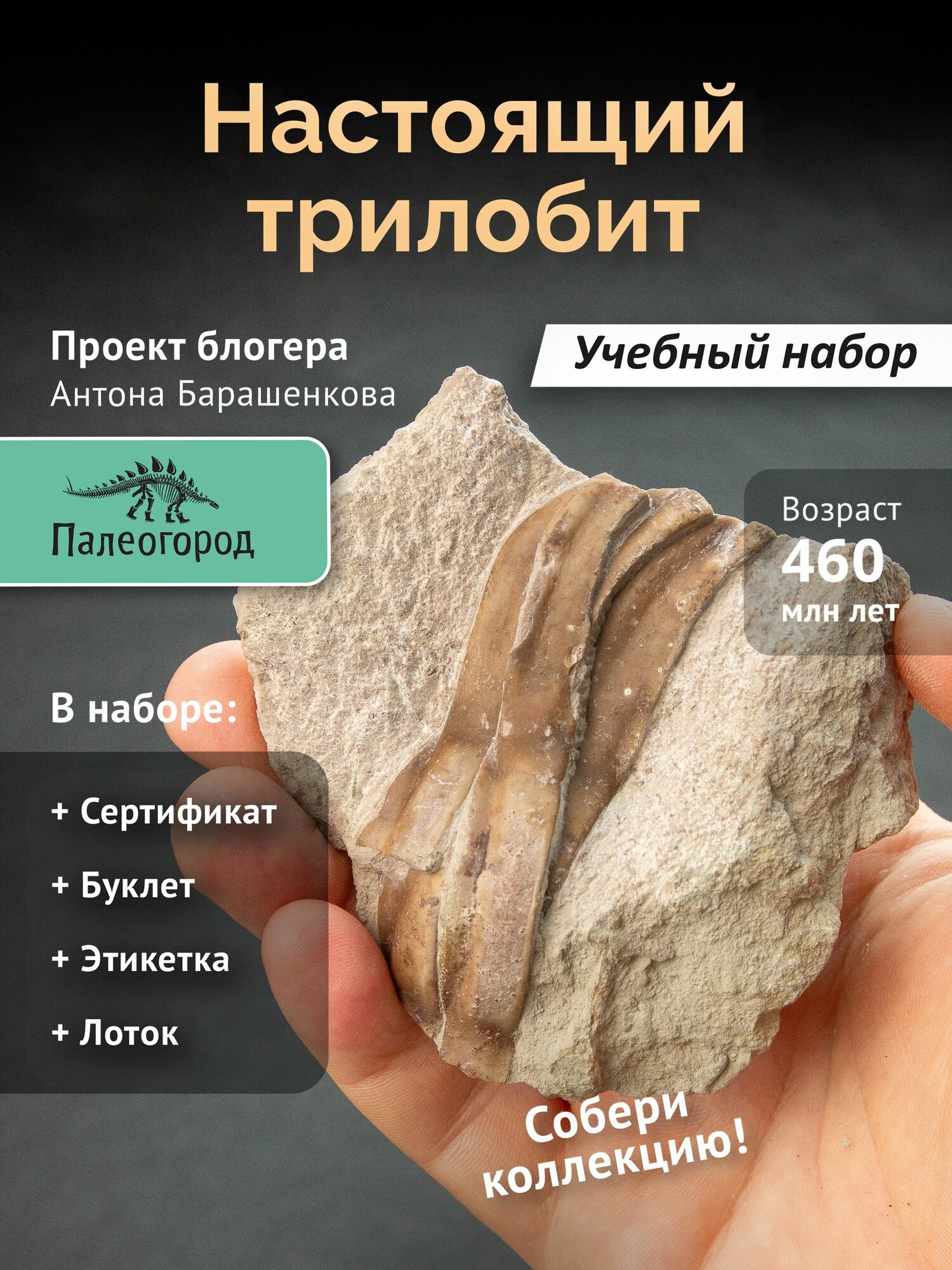 Набор палеонтолога (образец №554). Плевры гигантского трилобита Asaphus G. Необычный подарок мальчику, девочке, подростку. Опыты и раскопки.