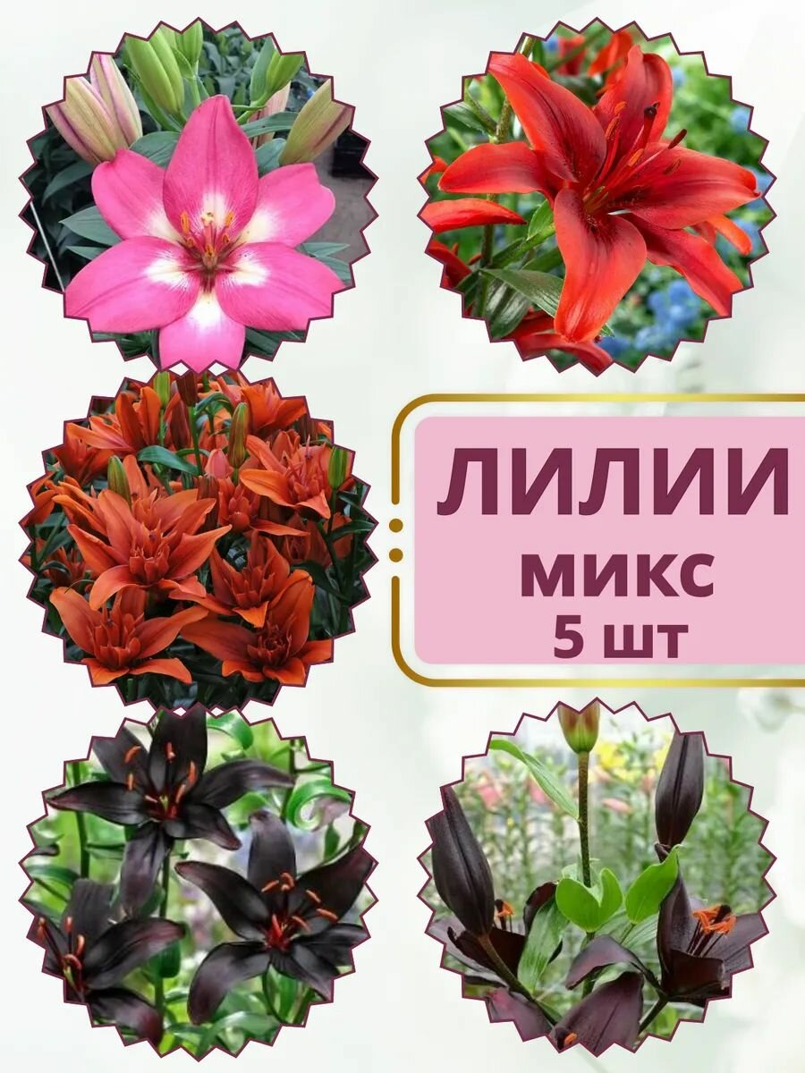 Лилия луковицы, многолетние цветы для посадки, микс 5 штук